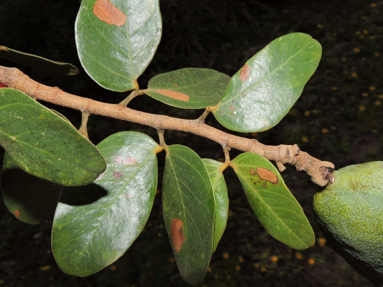 Fabaceae - Leguminosae no Brasil: Hymenaea