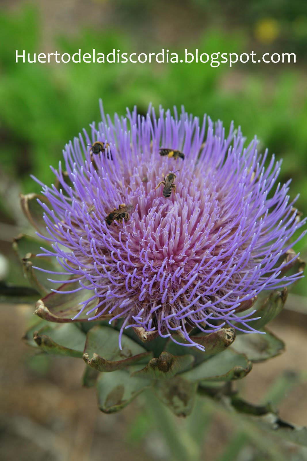 El Huerto de la Discordia: Alcachofa floreciendo