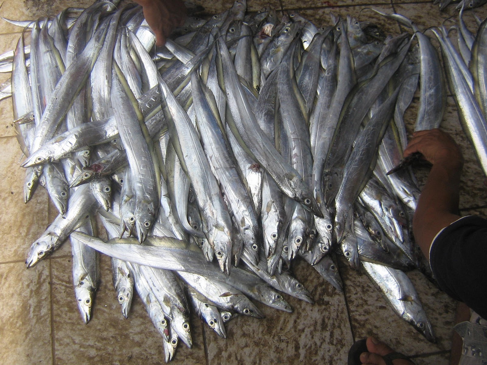 Sekilas Tentang Ikan Layur - Blog Anak Nelayan