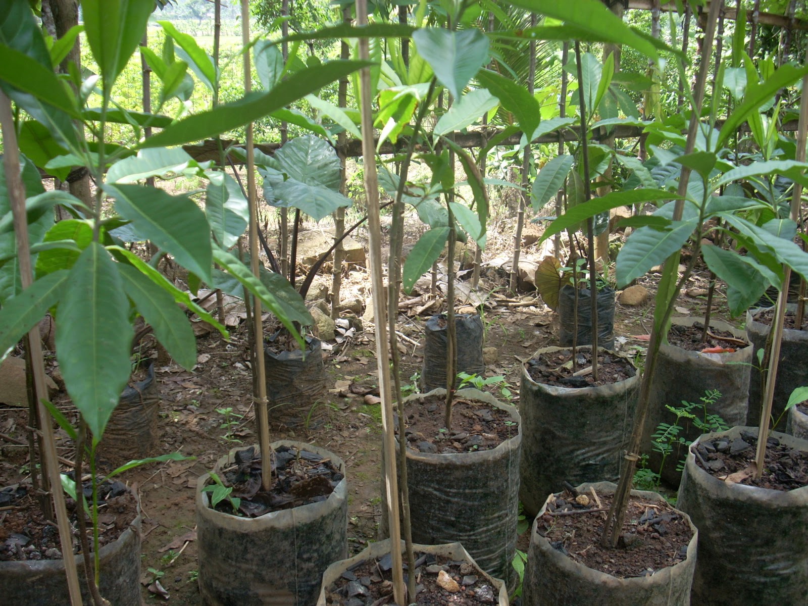 Jenitri Kebumen: GENITRI INDONESIA