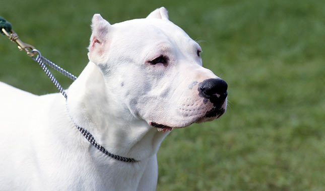 Everything about your Dogo Argentino - Luv My Dogs