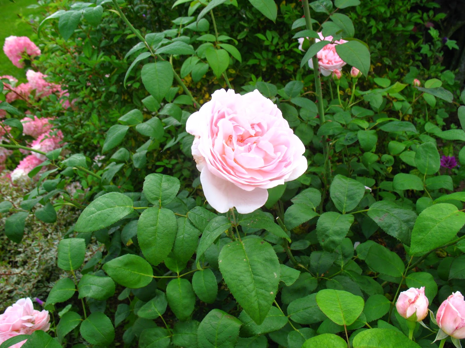 Roses du jardin Chêneland: Charmante "Eglantyne"...