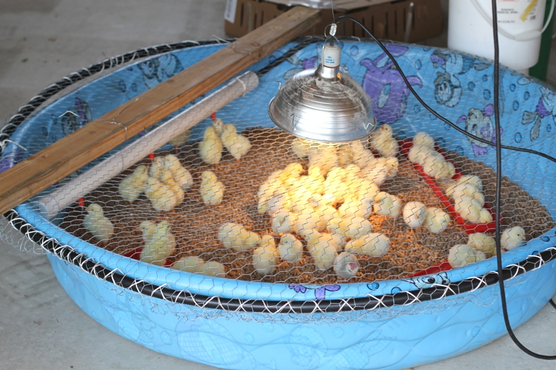 Broilers and Turkeys Arrive! | Gypsy Farmgirl