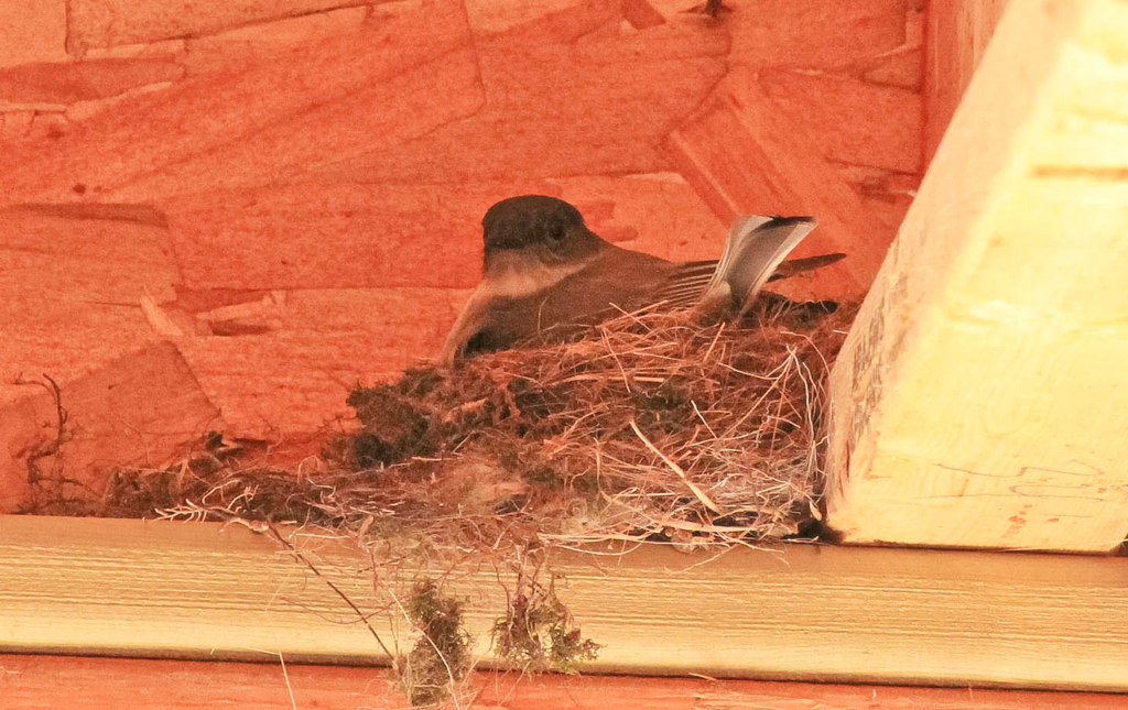 Birding Is Fun!: Summer Bird Parenting