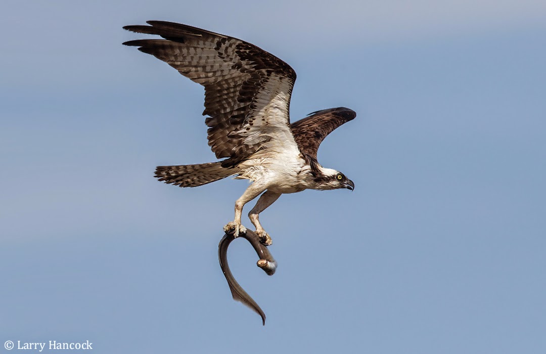 Raptor Identification and Photography: A Fish Story