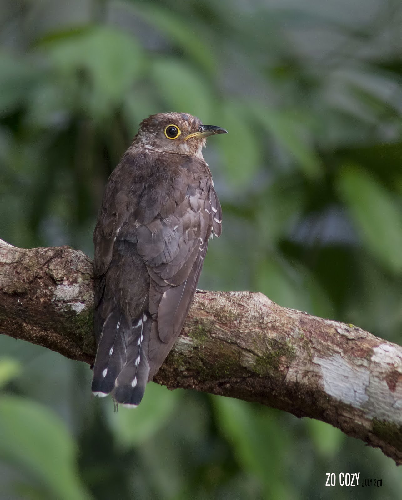 Cozy Bird Photography: Indian cuckoo