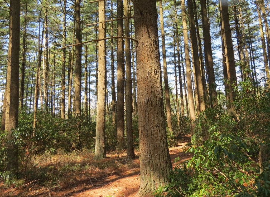 Gone Hikin': Bass River State Forest, NJ