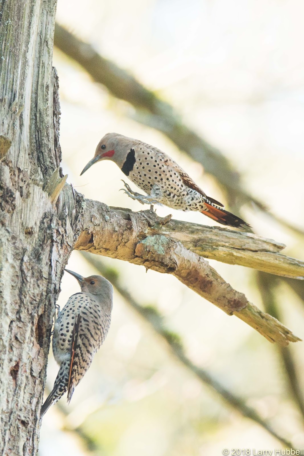 Laurelhurst Blog: All About Flickers