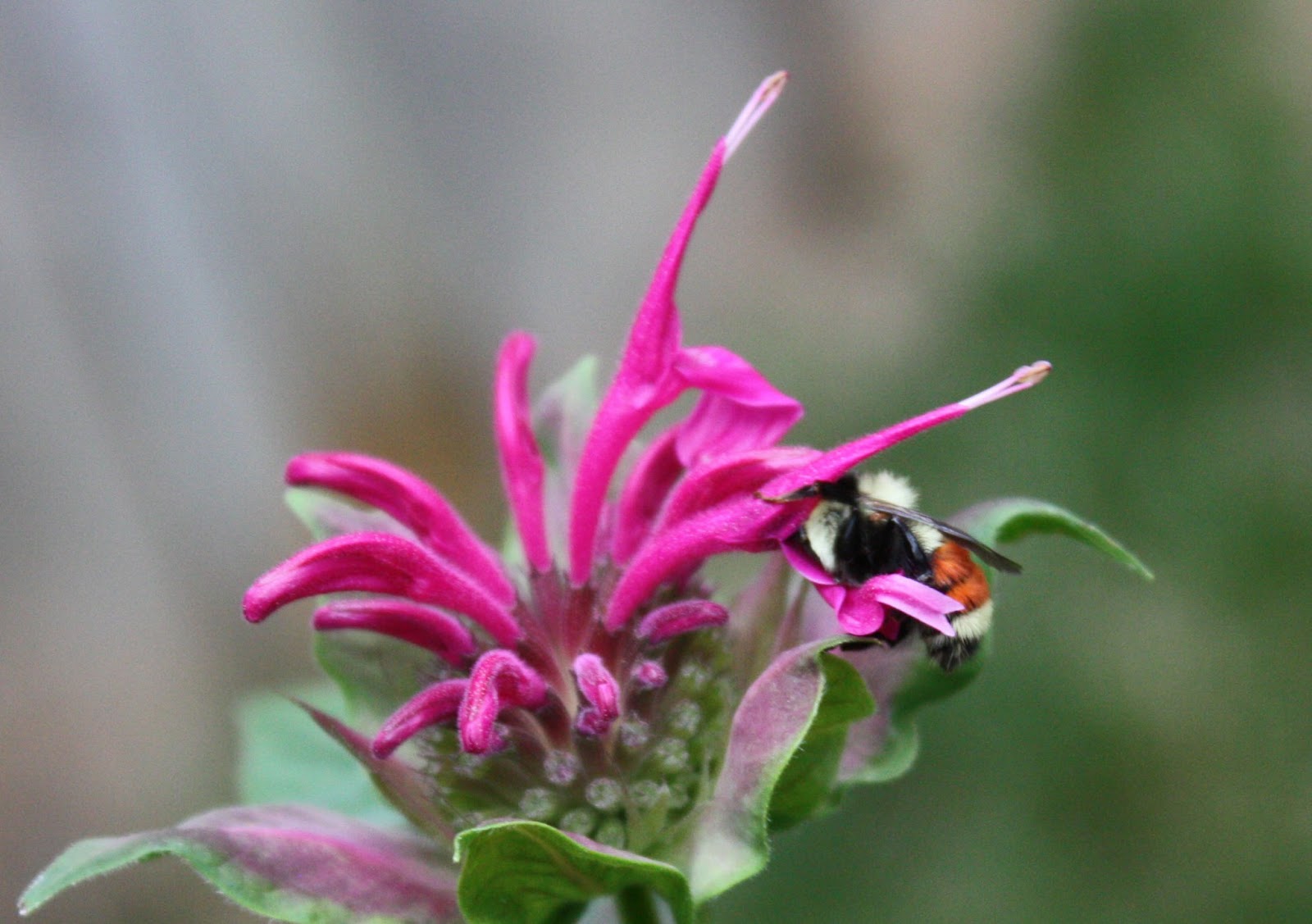 Boise Daily Photo Garden Shot: Bumblebee Buried in Bee Balm