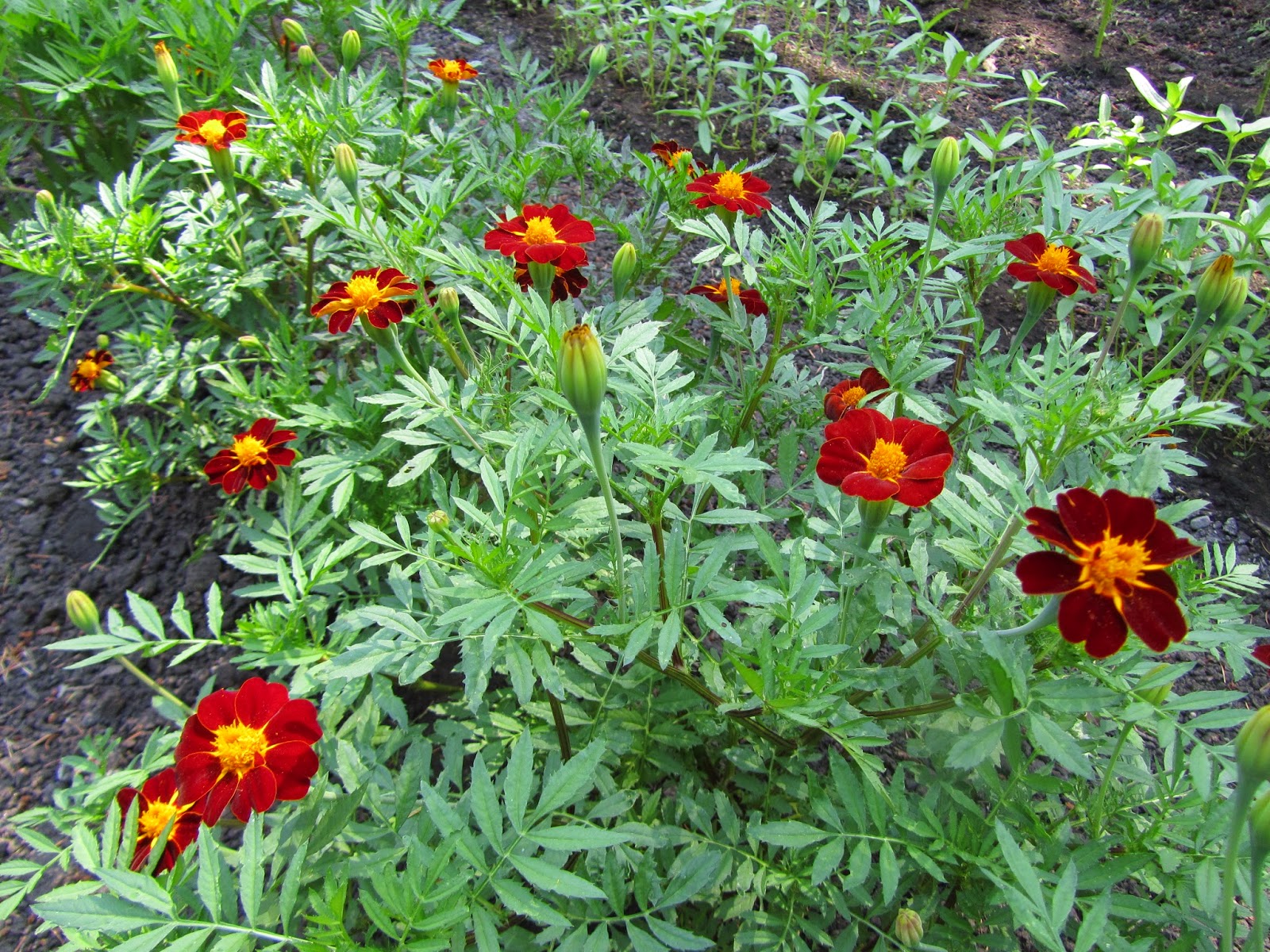 Four Hills of Squash: Hedge Marigolds
