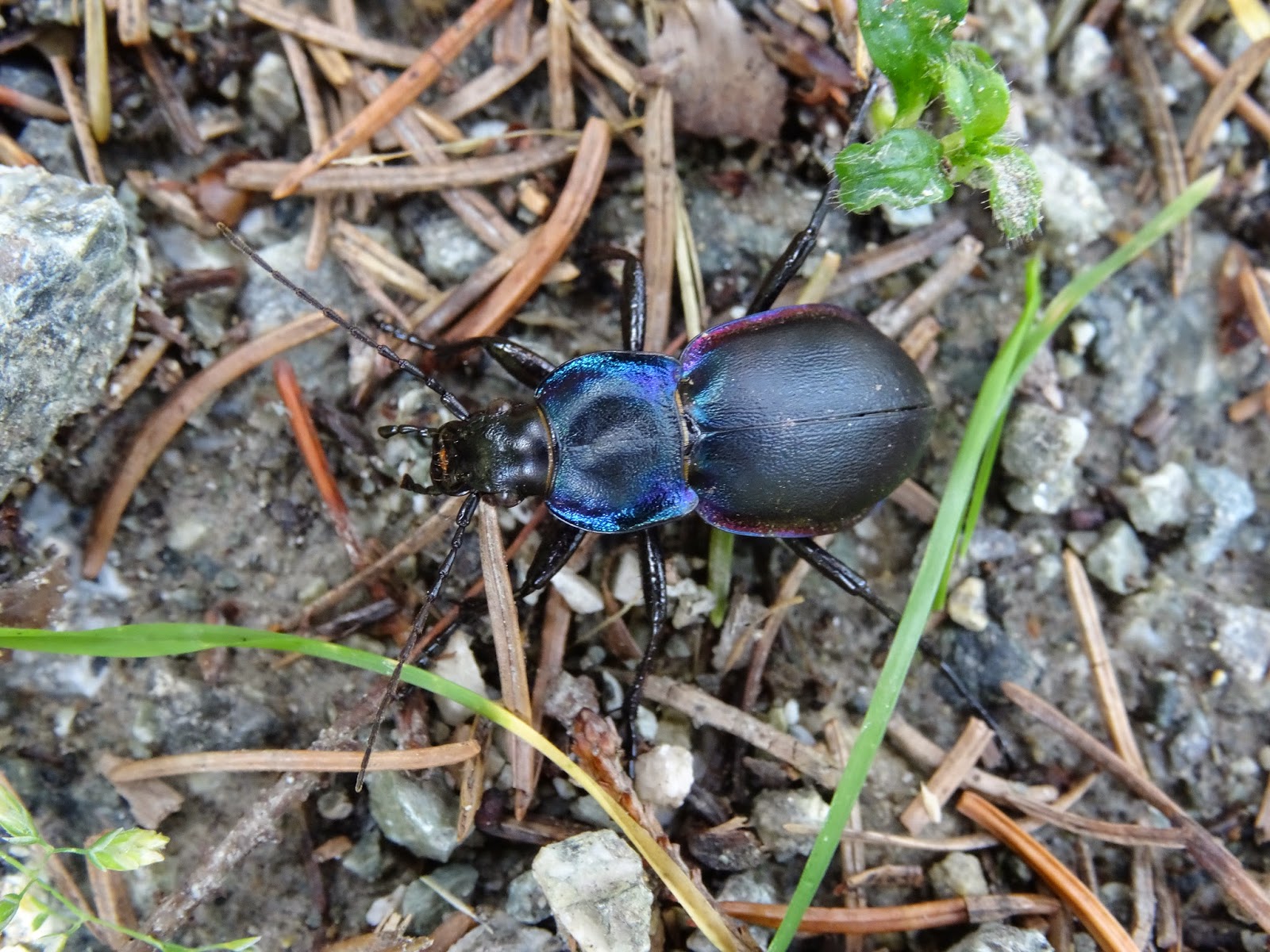 Fotografia przyrody.: Biegacz fioletowy (Carabus (Megodontus) violaceus).