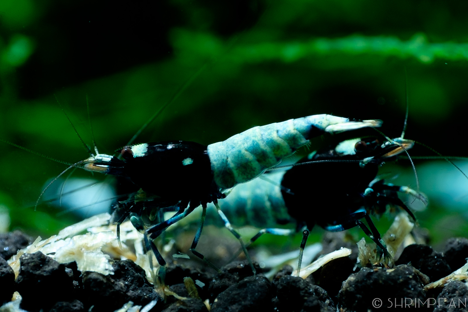 ShrimpFAN: Shrimp Spotlight: Japanese Black Pintos