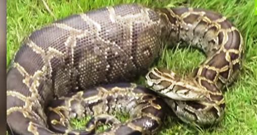 हाम्रो खबर डट कम: SNAPPED! Indian Python Swallows Goat Whole