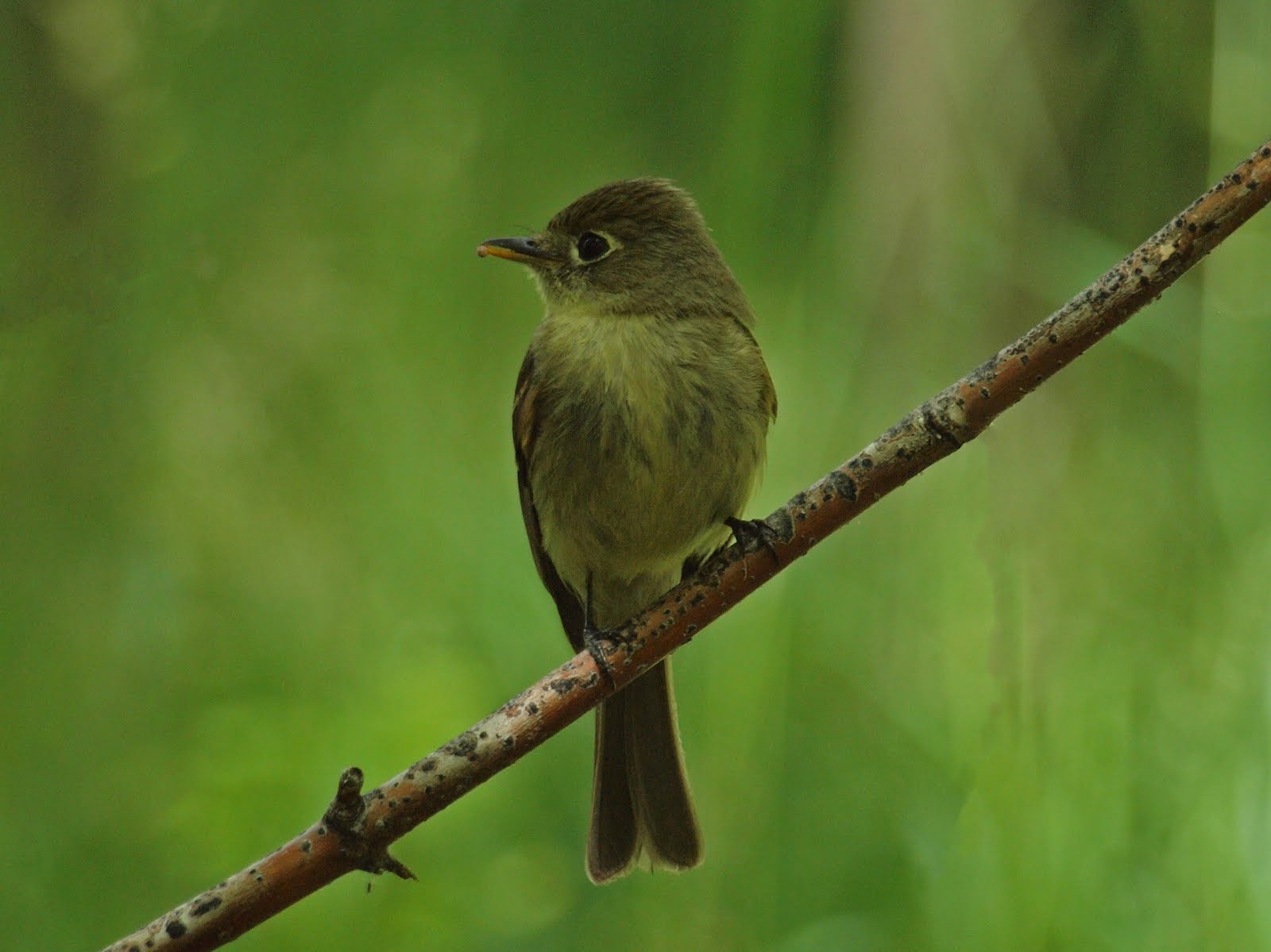 Birding Is Fun!: Cordilleran Flycatcher