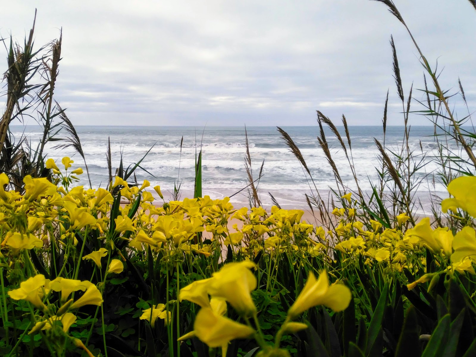 Veke In Portugal: Flora In Portugal