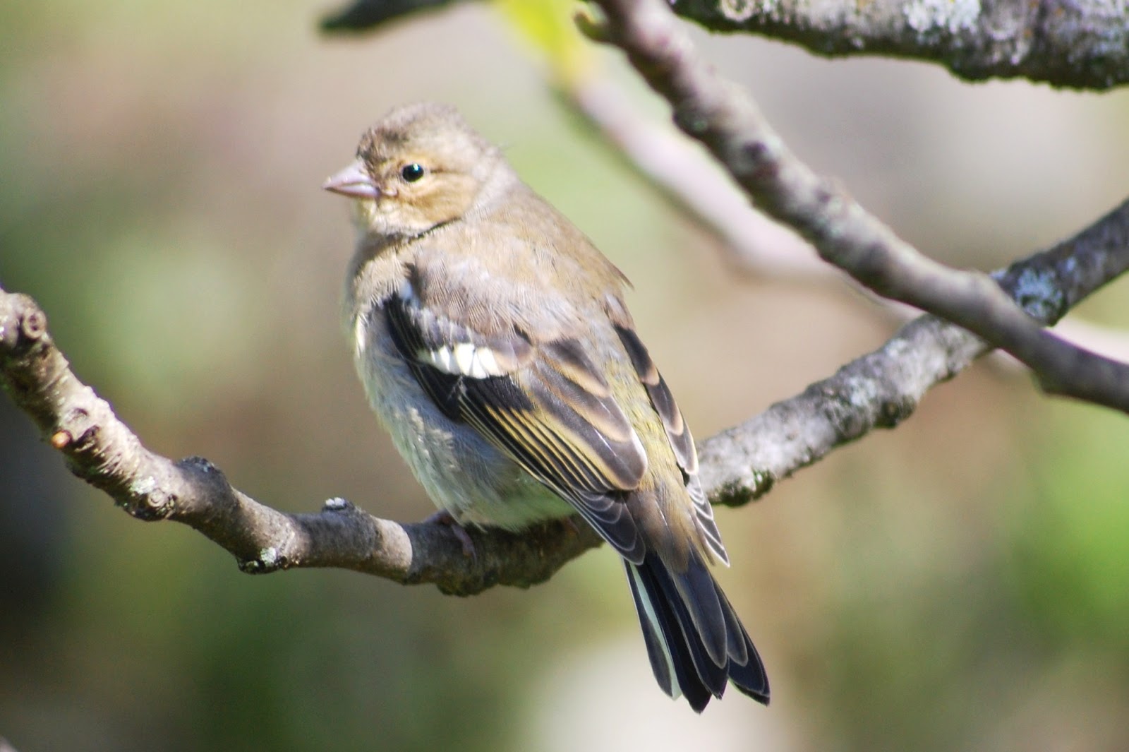 Imagens da vida animal: Tentilhão-comum (Fringilla coelebs) (Juvenil)