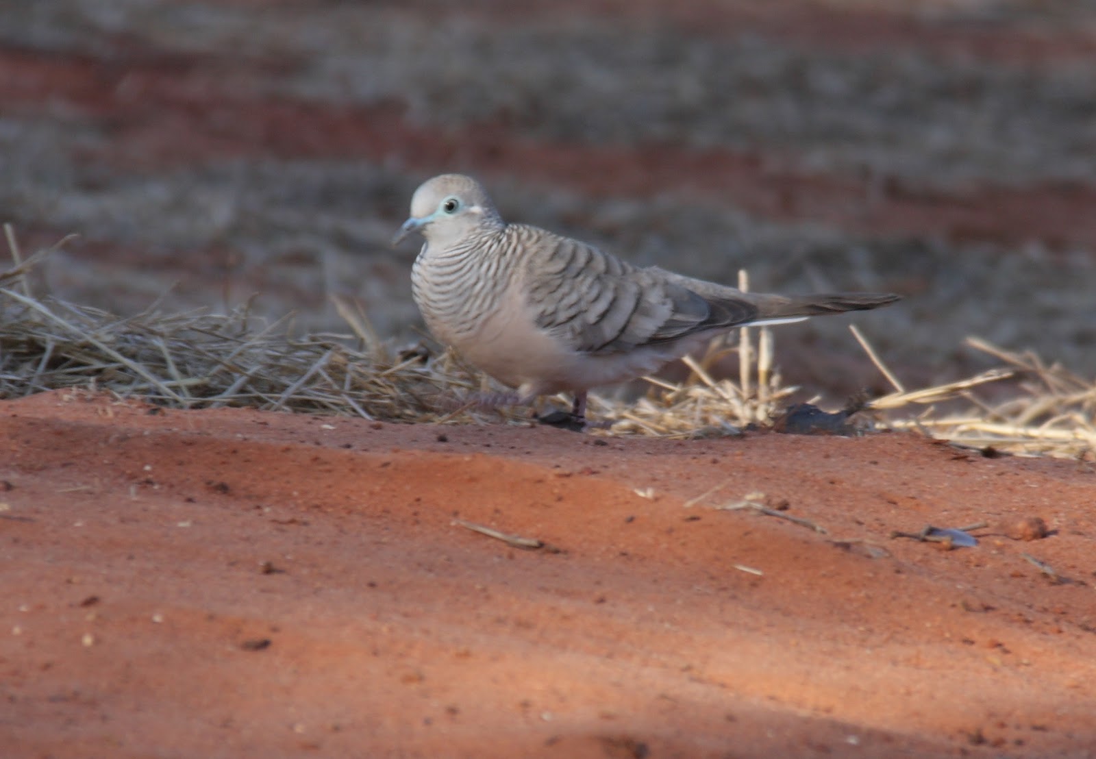 We Bird North Wales: Western Australia: Broome to Perth in a camper