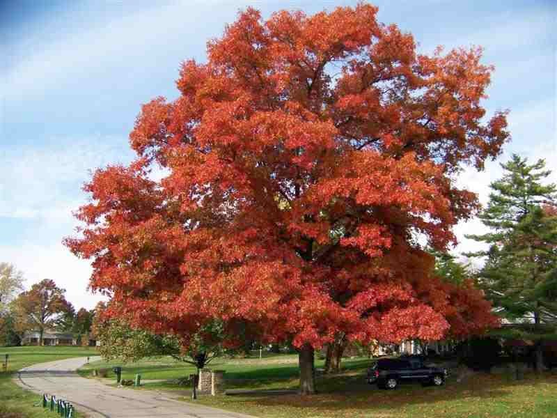 Trees Planet: Quercus coccinea - Scarlet Oak