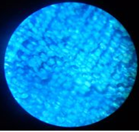 Bentuk dan Ukuran Sel | Leo Purnawan: Bentuk dan Ukuran Sel | Anpertum