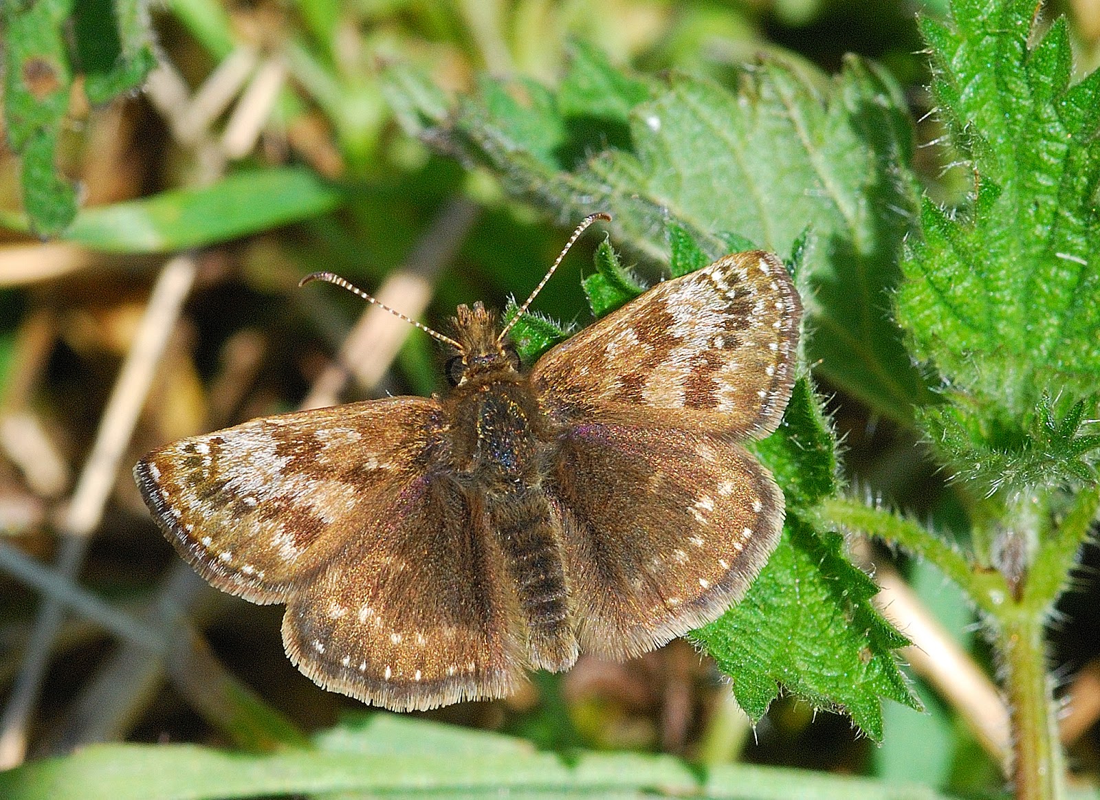 Butterfly Islands: Yet More Spring Butterflies