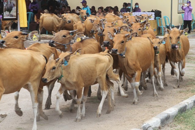 Populasi Sapi NTB Tersebar di 15 Provinsi ~ Lombok Atraktif