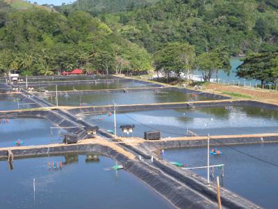 Tips Tingkatkan Produktifitas Tambak dengan Sistem Tertutup | Supplier ...