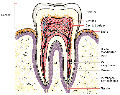 Saber que...: Por que se destemplan los dientes?