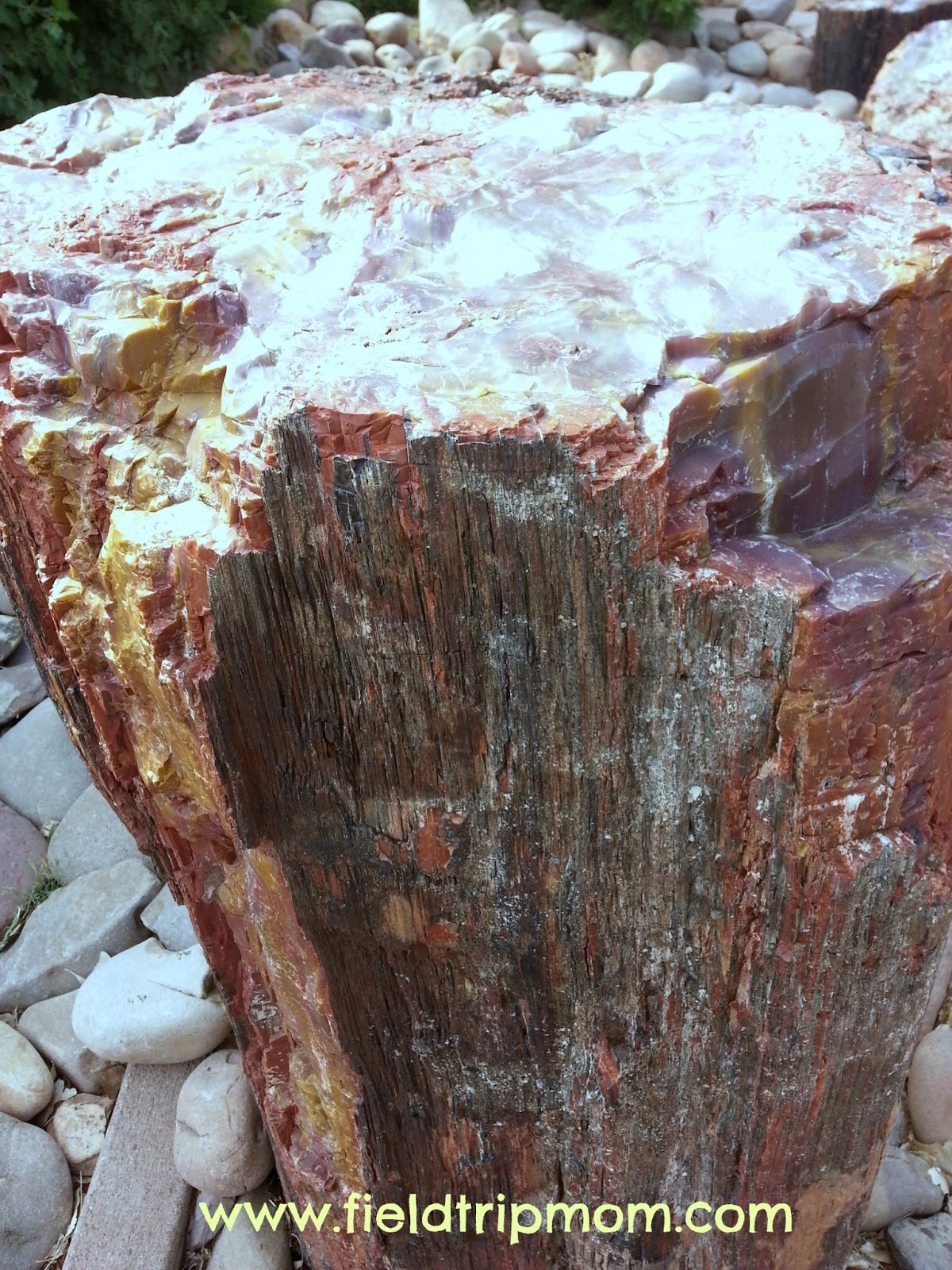 Petrified Forest National Park