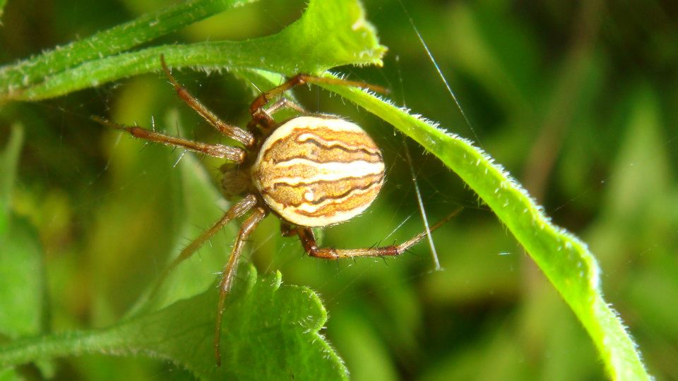 PHILIPPINE SPIDERS: INTSIK-INTSIK SPIDER