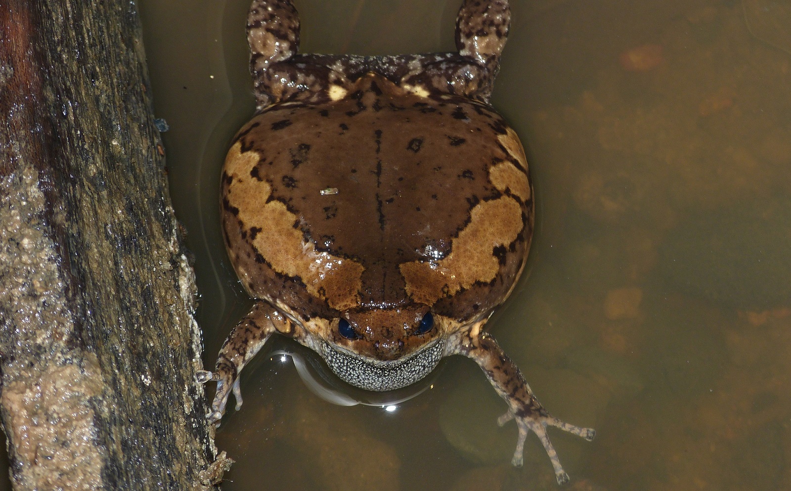 Real Monstrosities: Banded Bull Frog