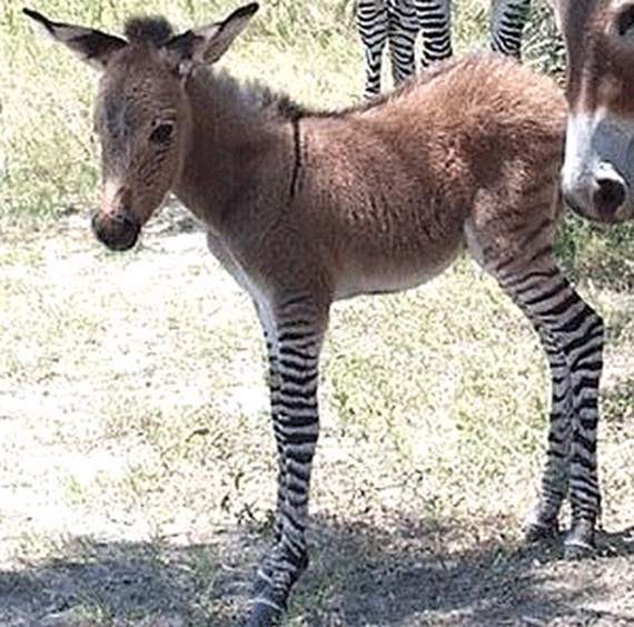 44+ Gambar Kucing Eek, Terpopuler!