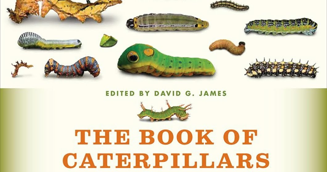 Read My eBooks & eMagazines for FREE!!!: The Book of Caterpillars - A ...