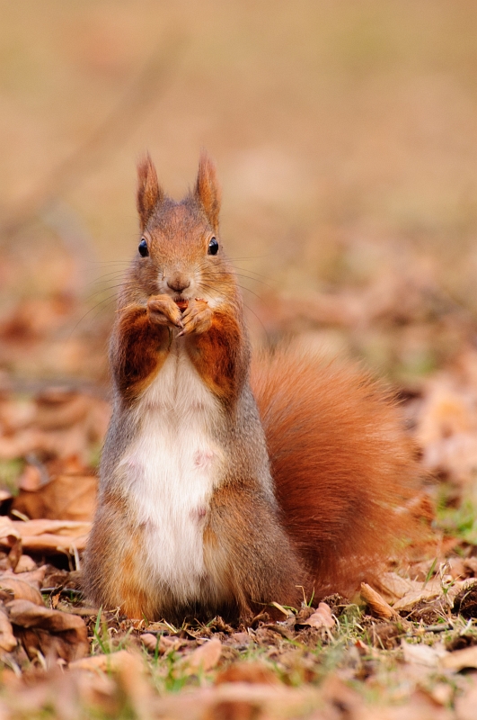 Guardstone: Veverka obecná