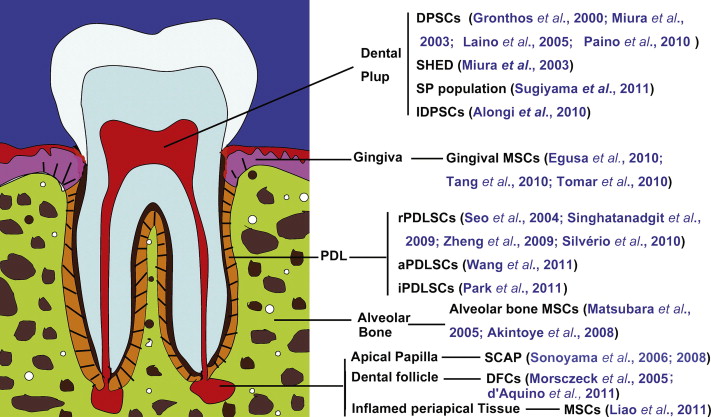 Dental Pulp Of 3rd molar: A New Source Of Pluripotent-Like Stem Cells ...