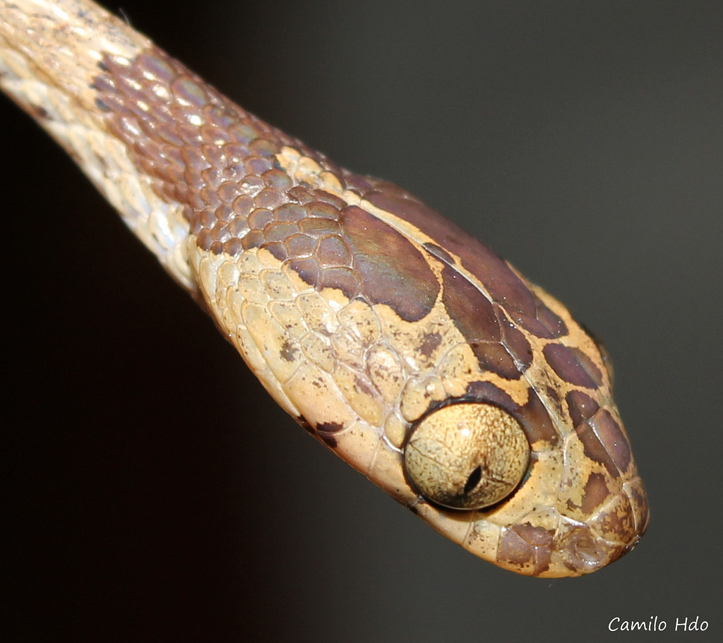 Real Monstrosities: Blunthead Tree Snake