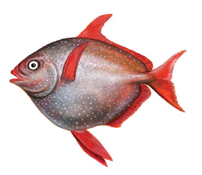 Opah - Fishes