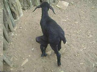 "BORREGA COM SEIS PATAS NASCE EM AFRÂNIO-PE" - BLOG Afrânio-PE em Foco ...