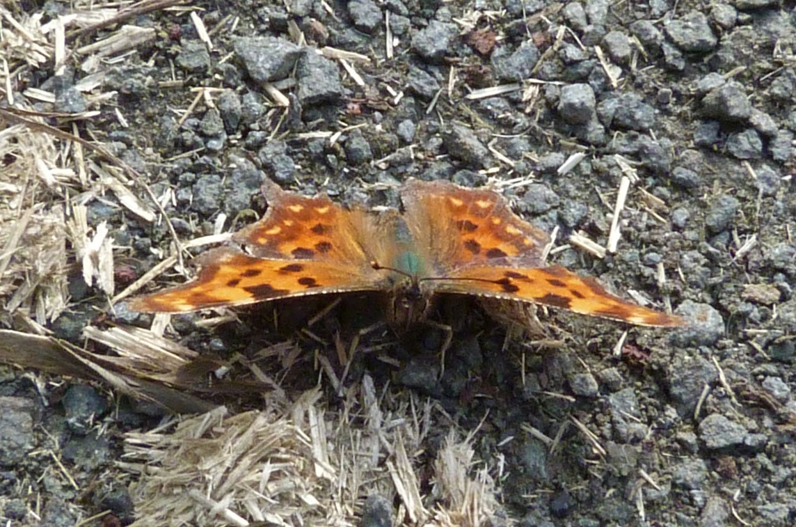 Insects of Scotland: Butterflies