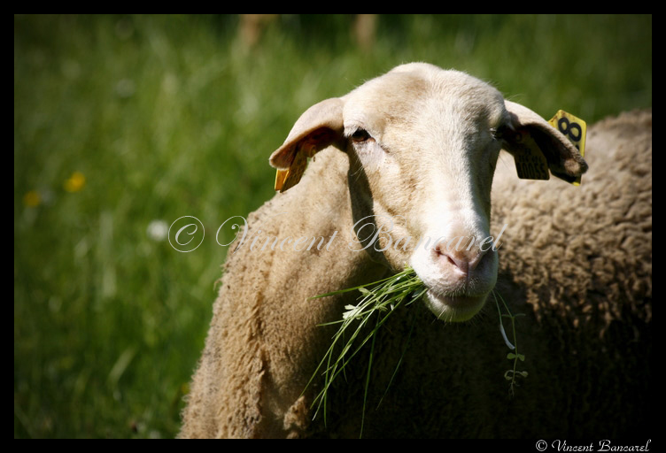 Focus nature: Brebis