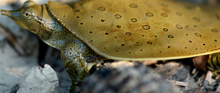 Red and the Peanut: Eastern Spiny Softshell Turtles in the Great Miami ...
