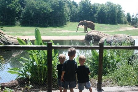 Two Bears Farm and the Three Cubs: NC Zoo Trip
