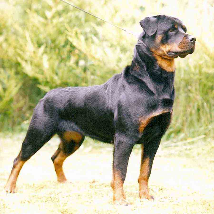 Mascotas, perros y gatos, animales domésticos: Rottweiler