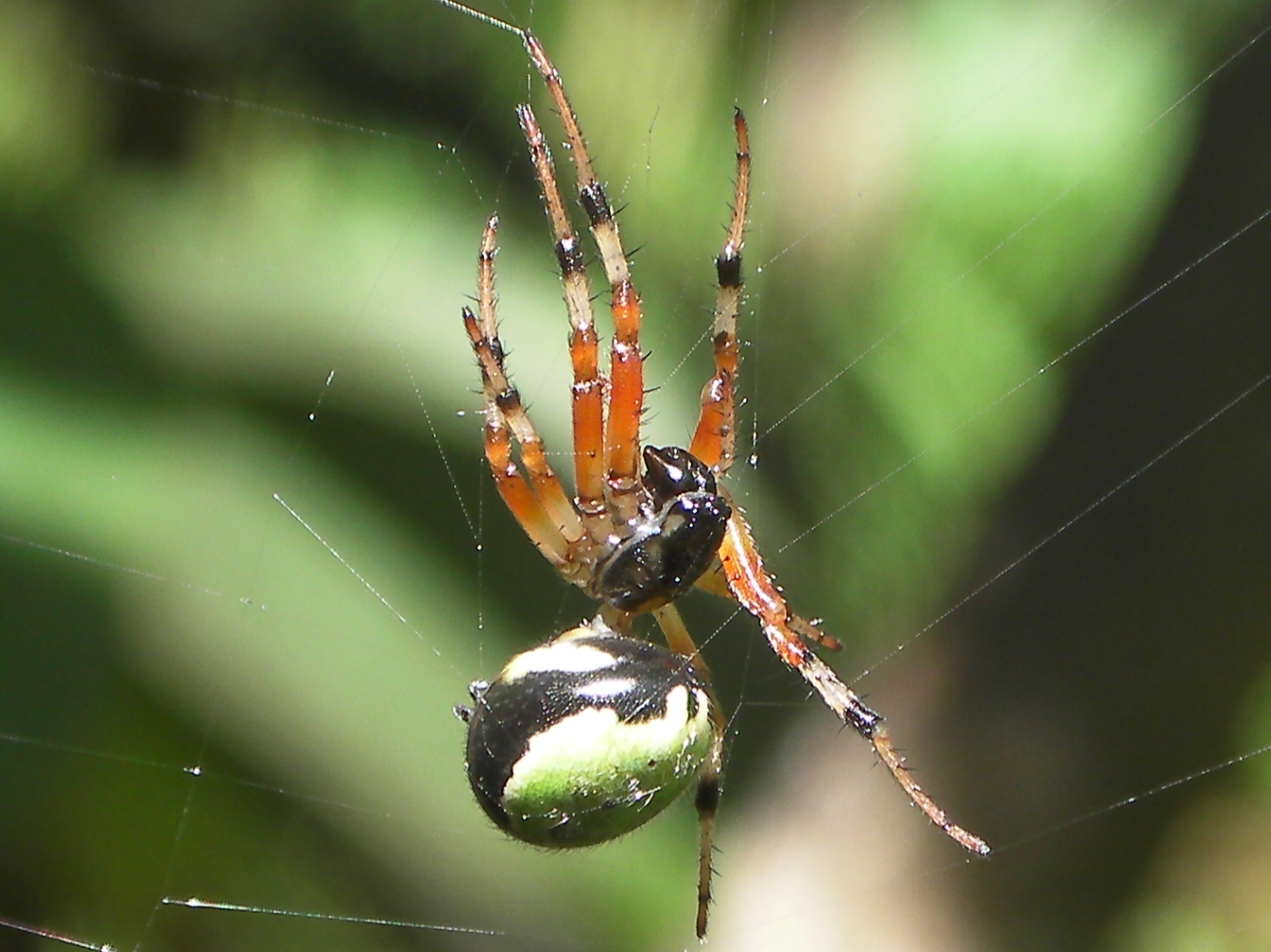 Quaoar Power Zoo: Spider worm
