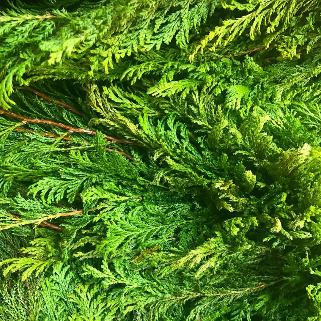 Jaime Ramos Méndez: Mundo natural en el Occidente de Michoacán ...