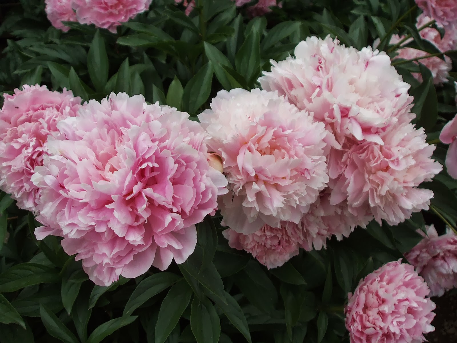 La Valse: Una montagna di rose e un cespuglio di peonie