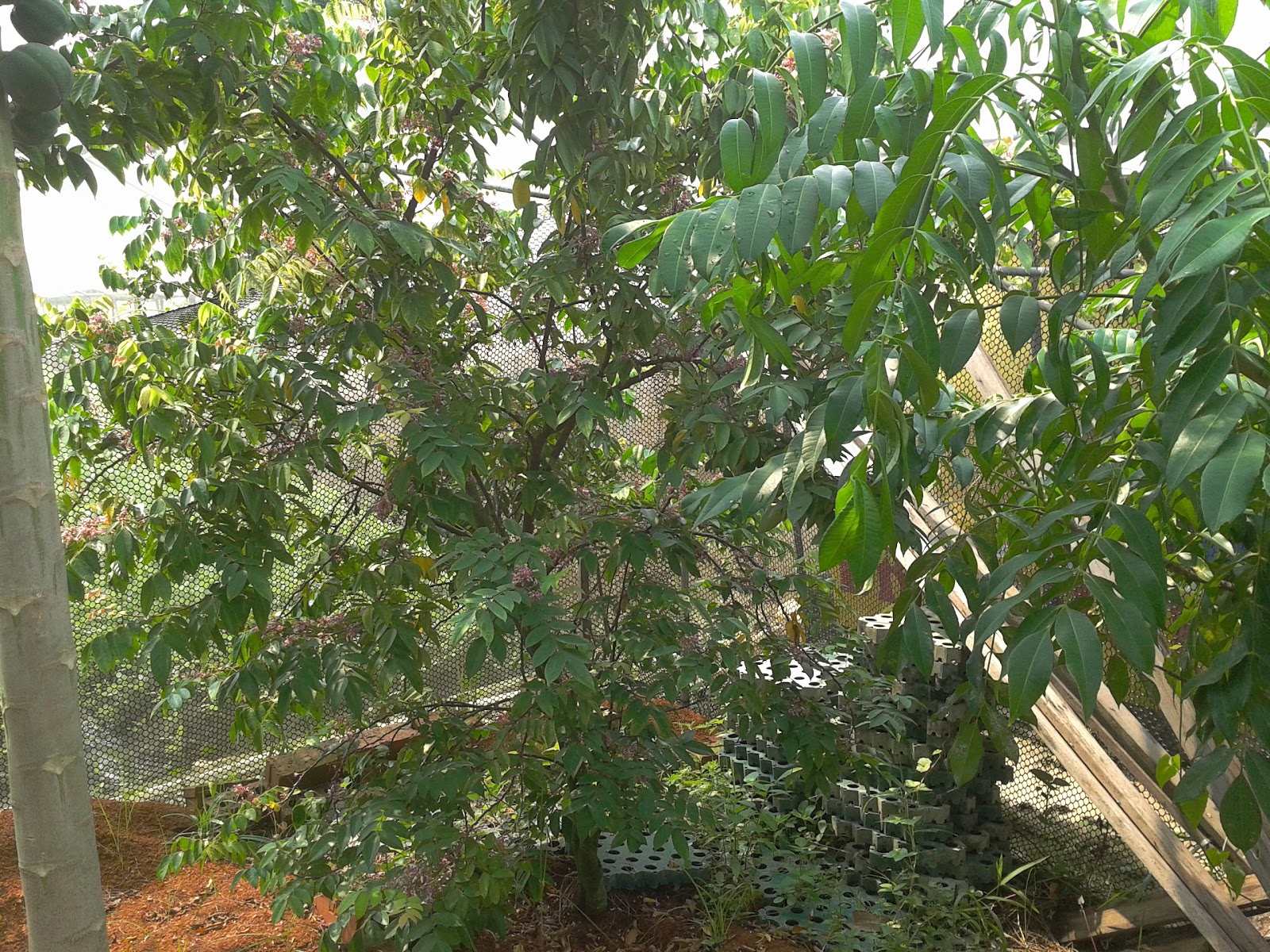 My Silverpen: Growing organic the Singapore way.