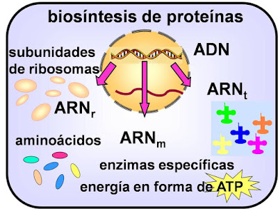 BIologia Mr. White: BIOSÍNTESIS