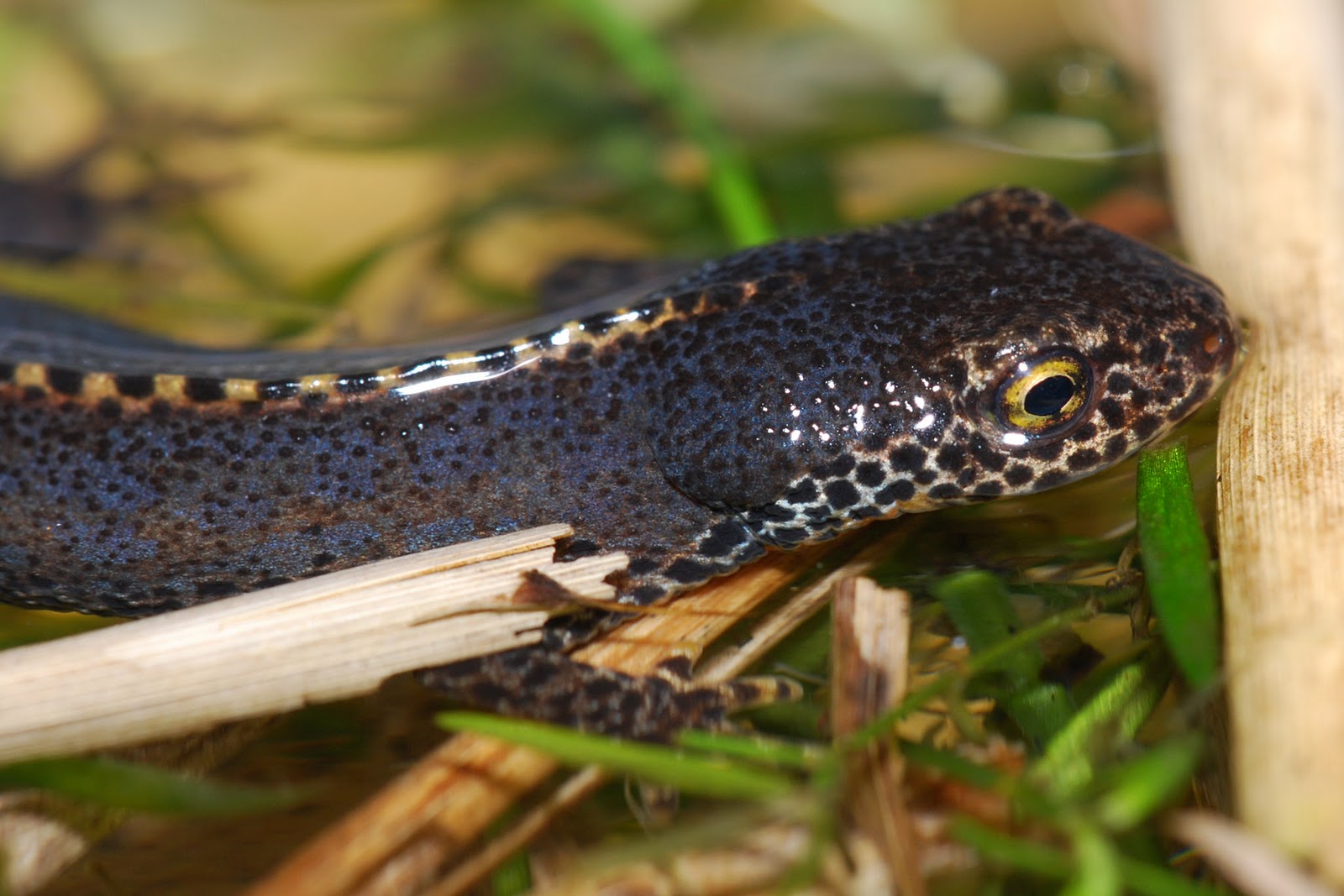 Yorkshire Field Herping and Wildlife Photography: Another Good Day in ...