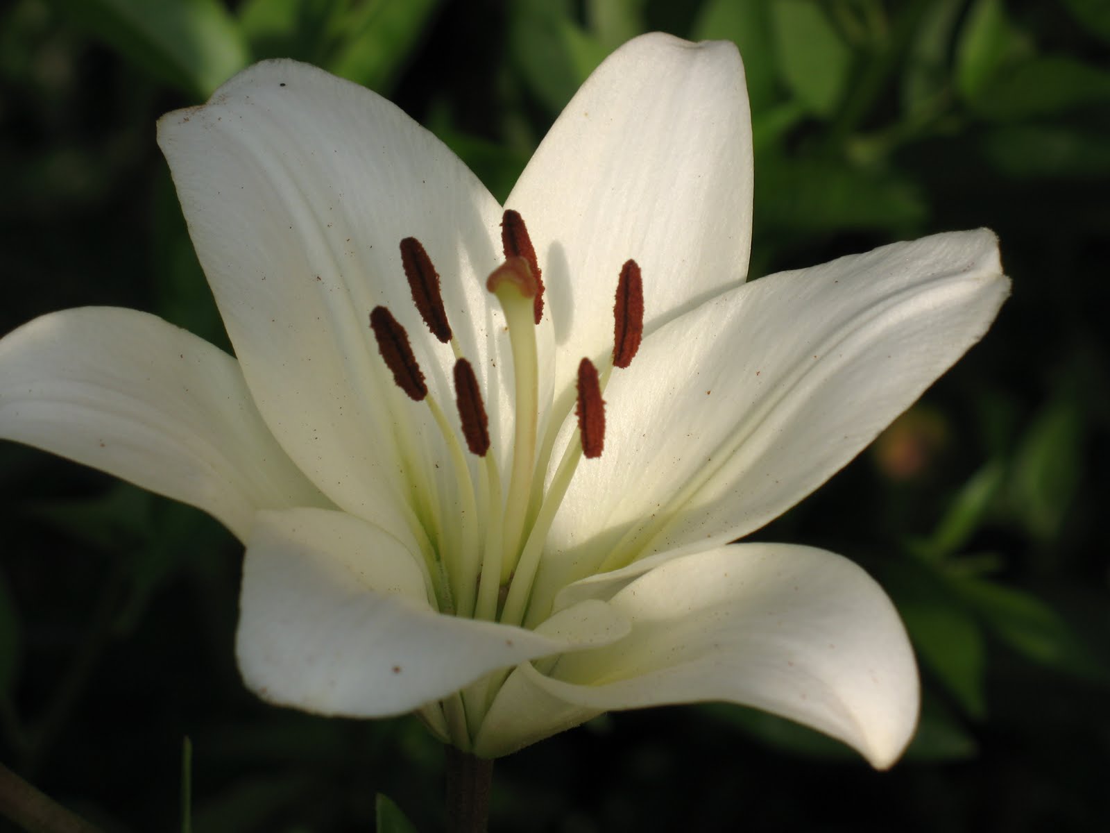 Jurnal de gradina: Flori de vara