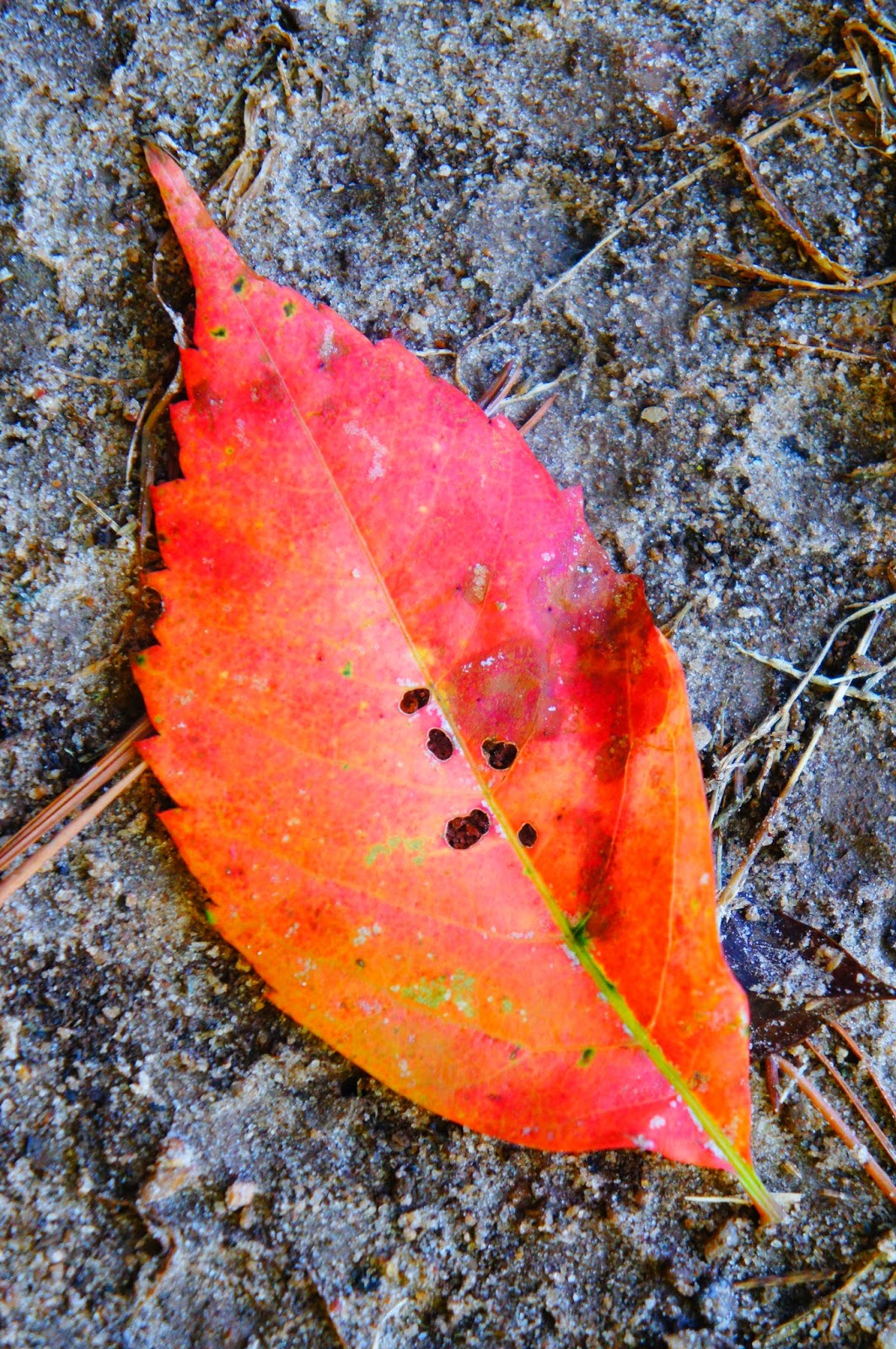 15 autumn leaves free pictures - 1 million free pictures